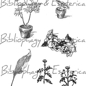 Black & White Vintage Botanical Printables / Vintage Floral Sticker Set ...
