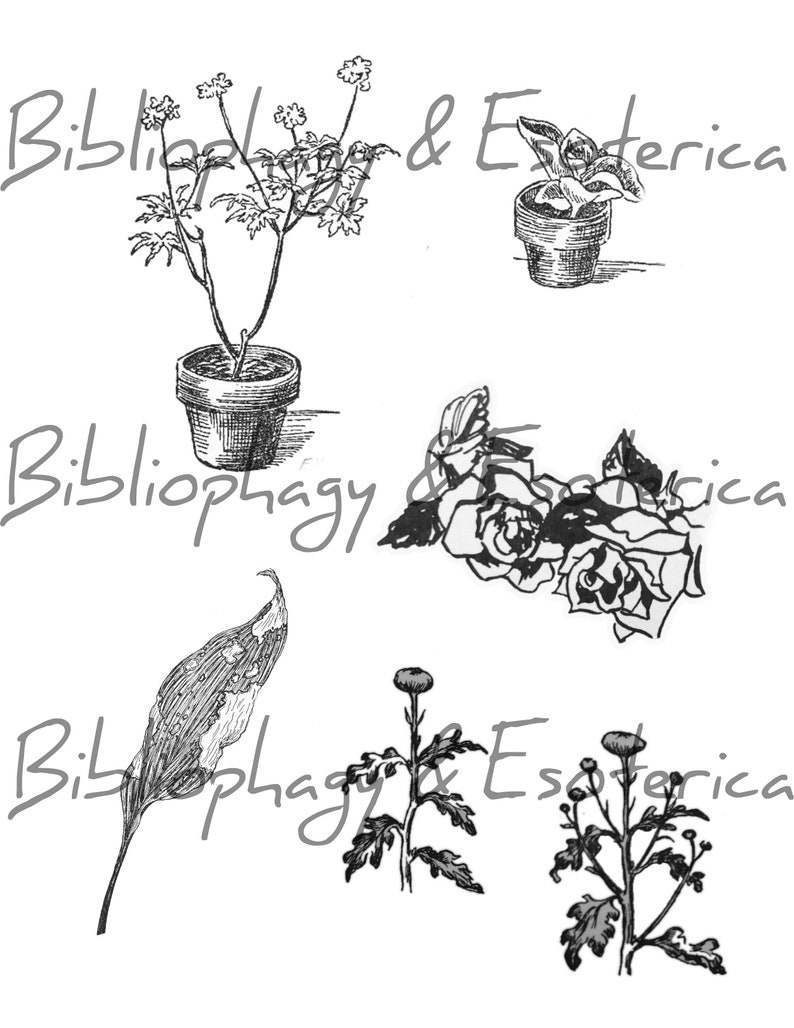 Black & White Vintage Botanical Printables / Vintage Floral Sticker Set ...