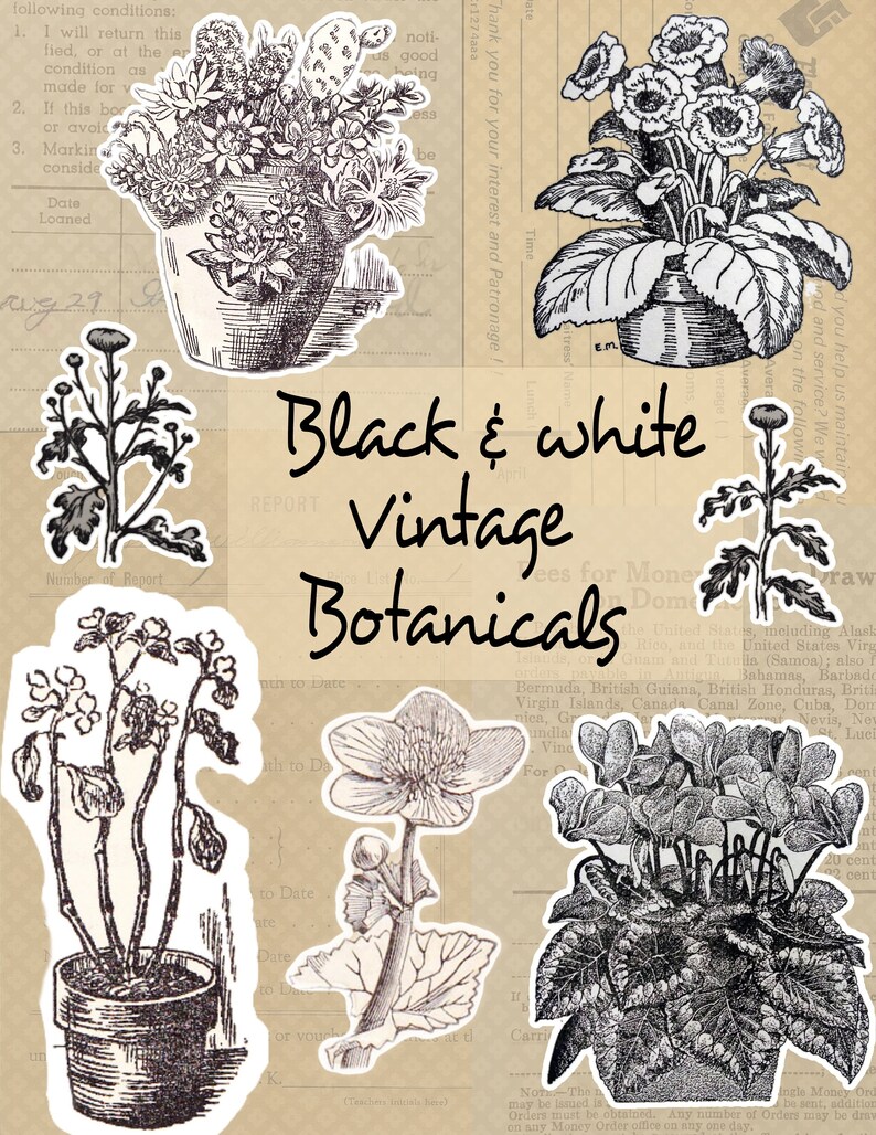 Black & White Vintage Botanical Printables / Vintage Floral Sticker Set ...
