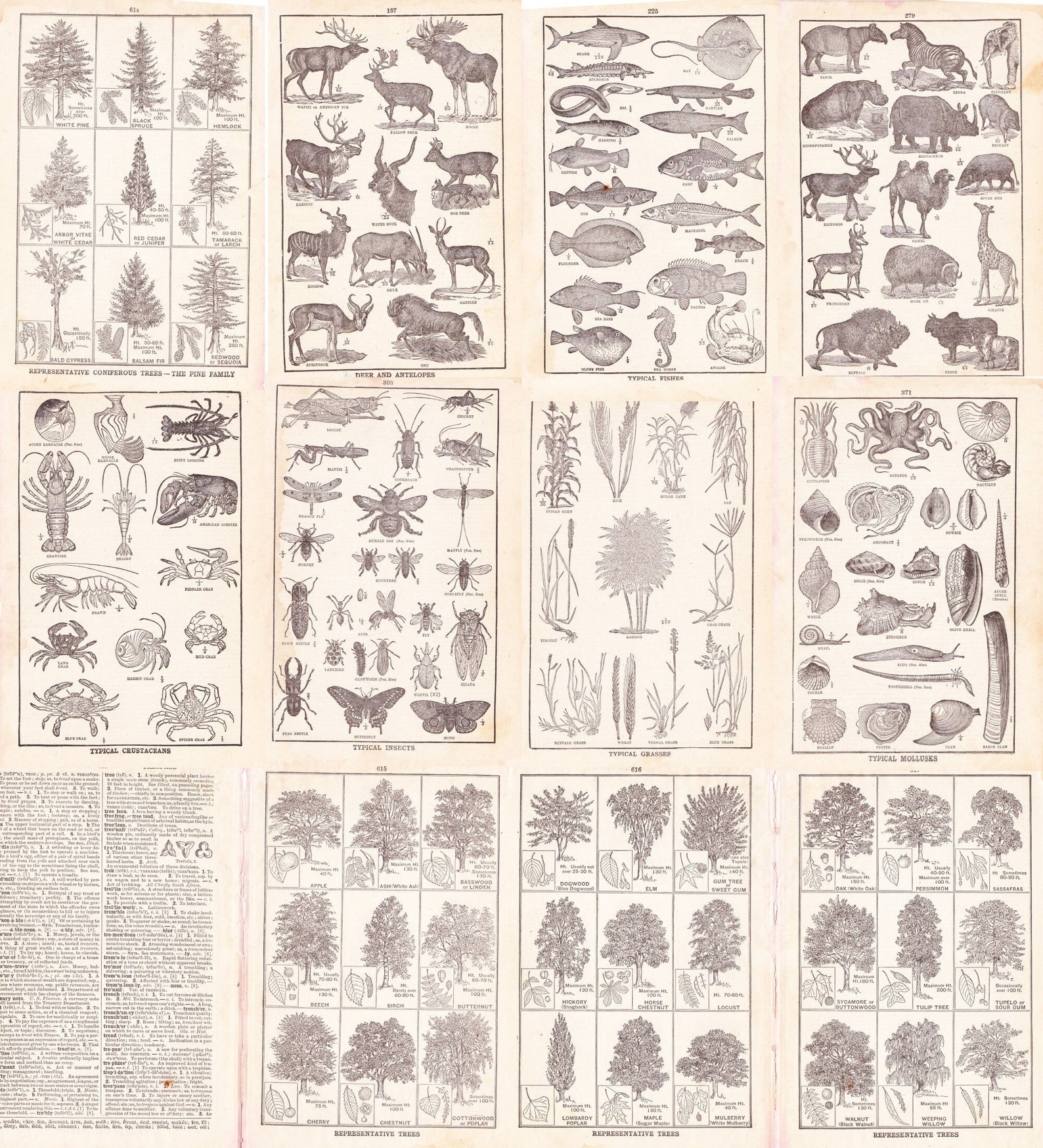 Printable Vintage Dictionary Pages & Encyclopedia Pages, Instant ...