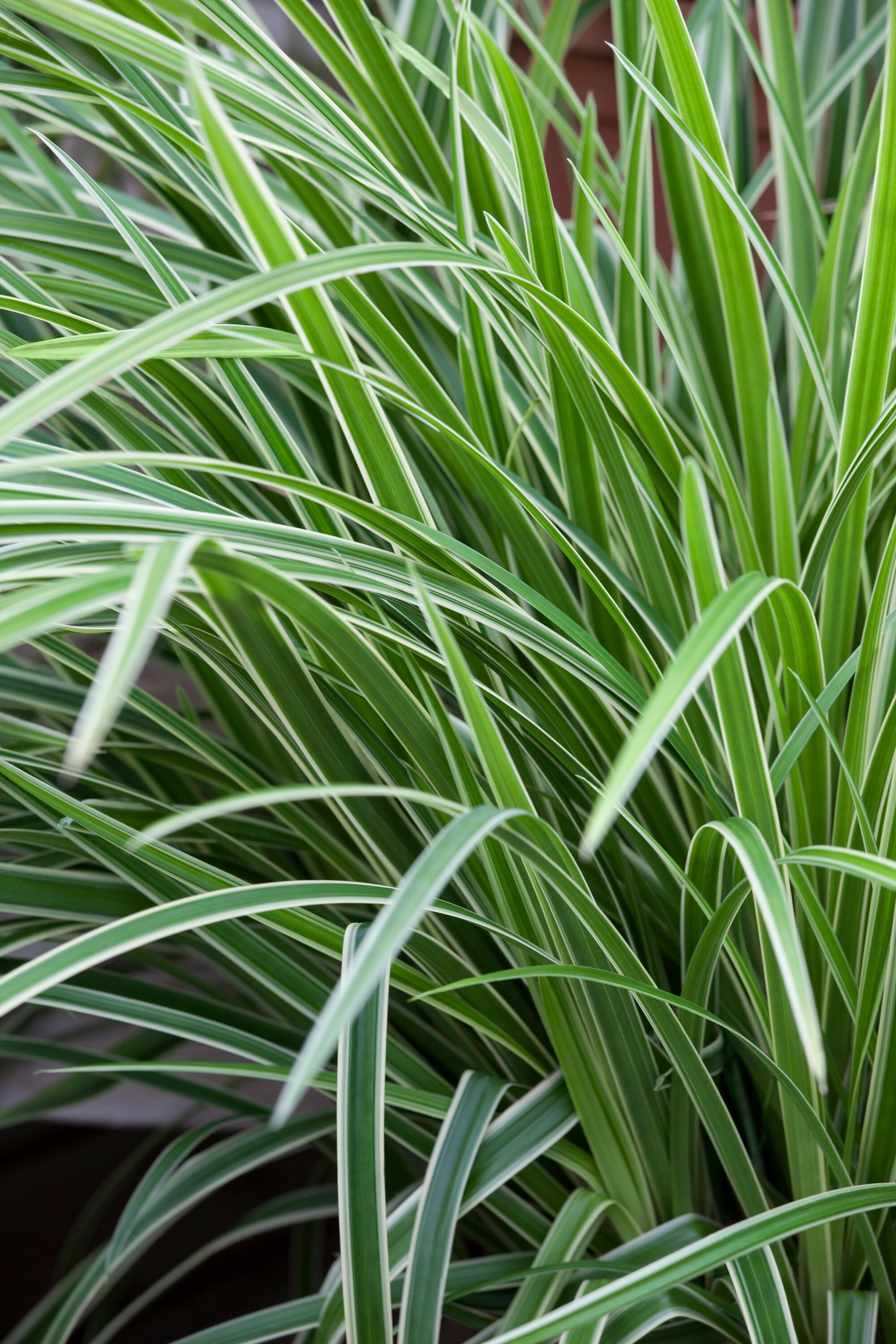 Carex Ice Dance - Carex morrowii Ice Dance - carex du Japon à bordure ...