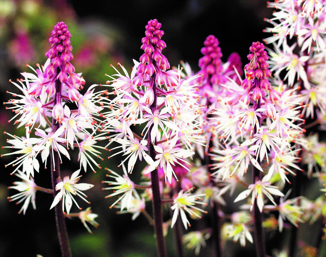 Tiarella 'Morning Star' Schaumblüte, winterhart, im Topf 12 cm - Etsy.de