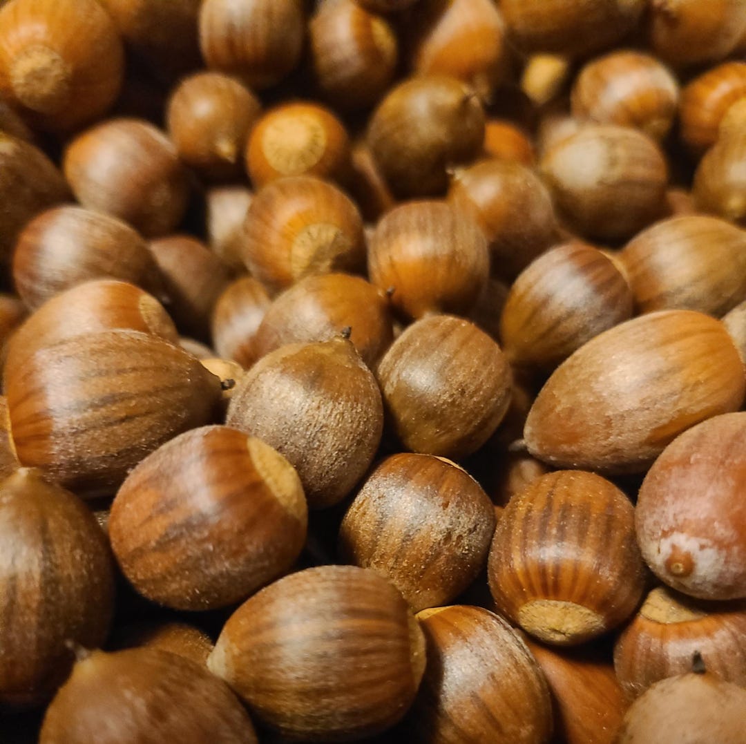 Pin Oak Acorn Seeds quercus Palustris - Etsy