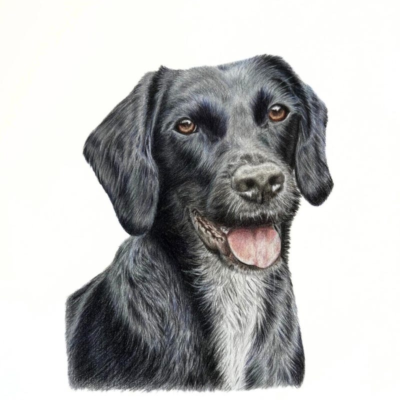 Custom Pet Drawing - Etsy