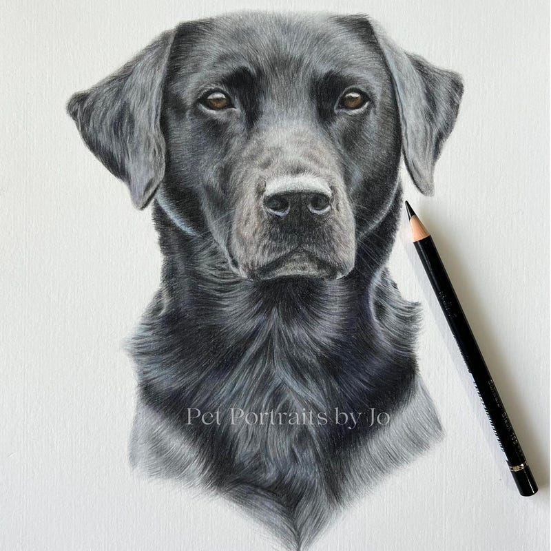 Custom Pet Drawing - Etsy