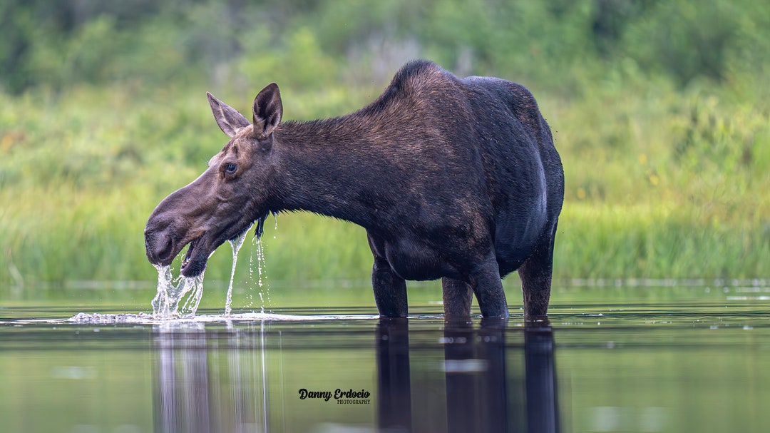 Baby Moose Photography Print: Early Morning Wildlife Art (digital Print ...