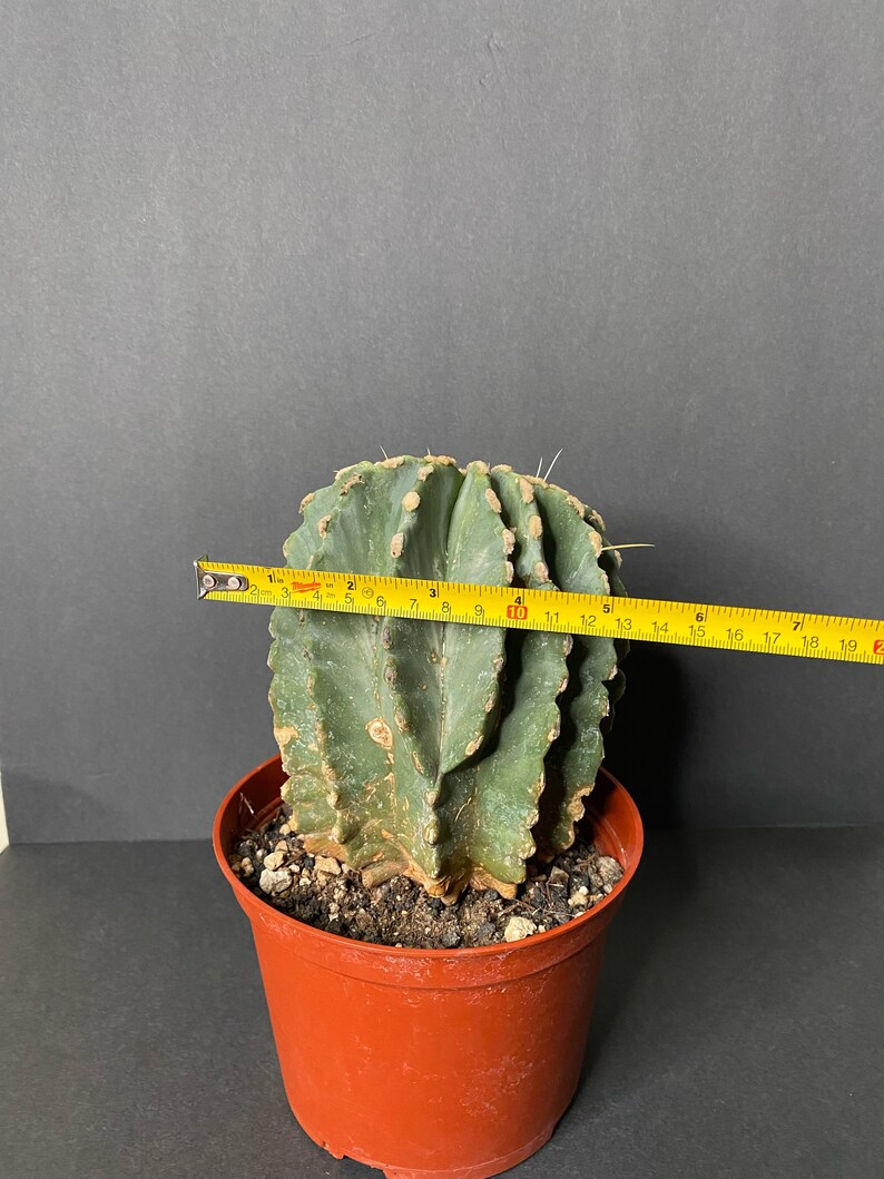 Ferocactus Glaucescens Inermis (rare Cactus) - Etsy