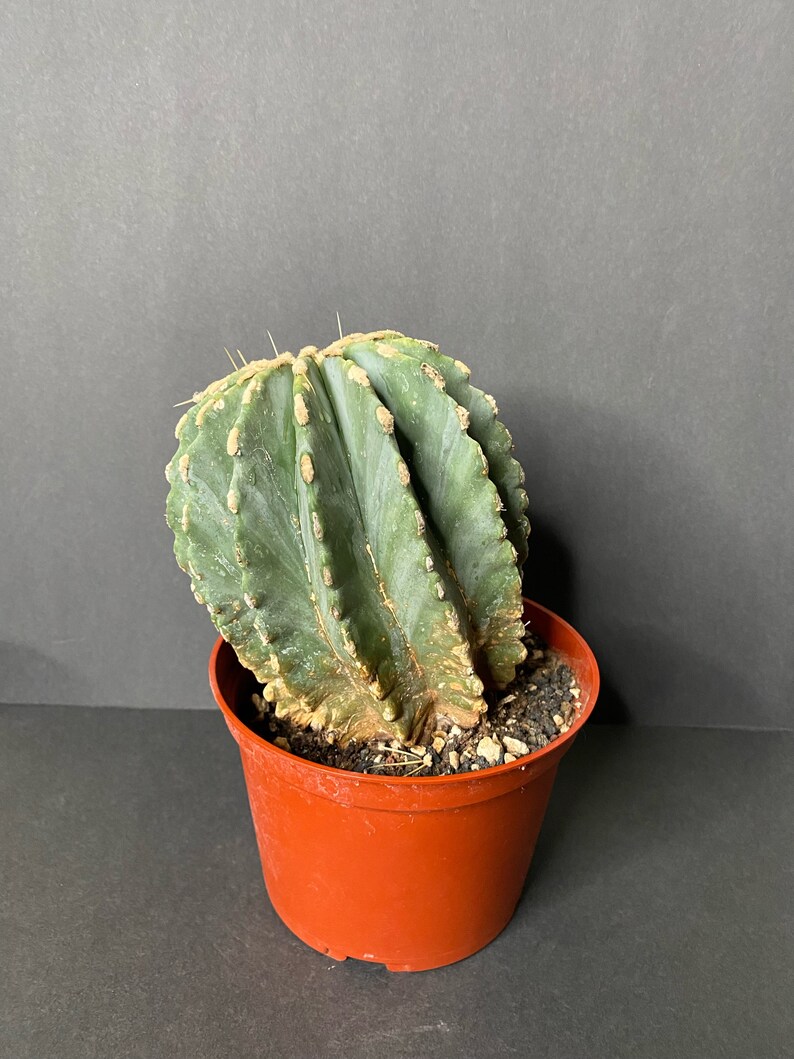 Ferocactus Glaucescens Inermis (rare Cactus) - Etsy