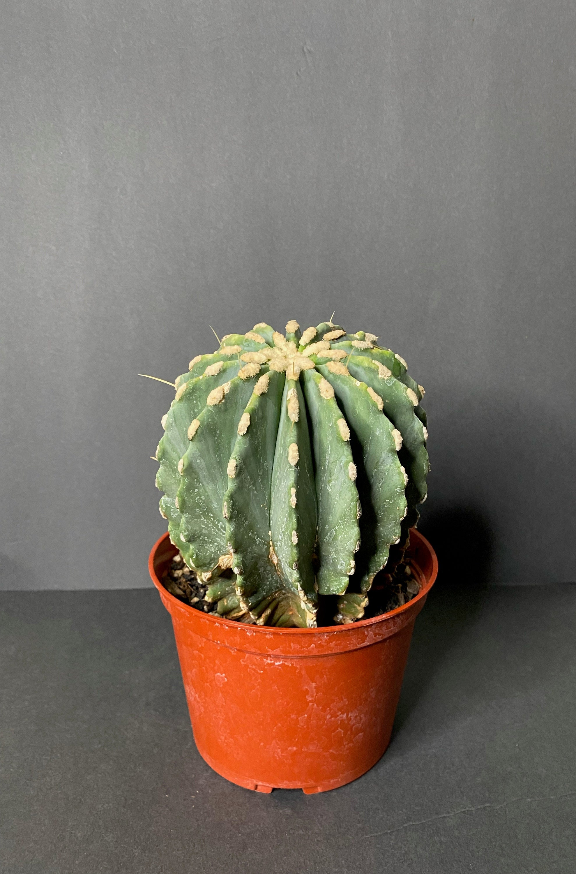 Ferocactus Glaucescens Inermis (rare Cactus) - Etsy