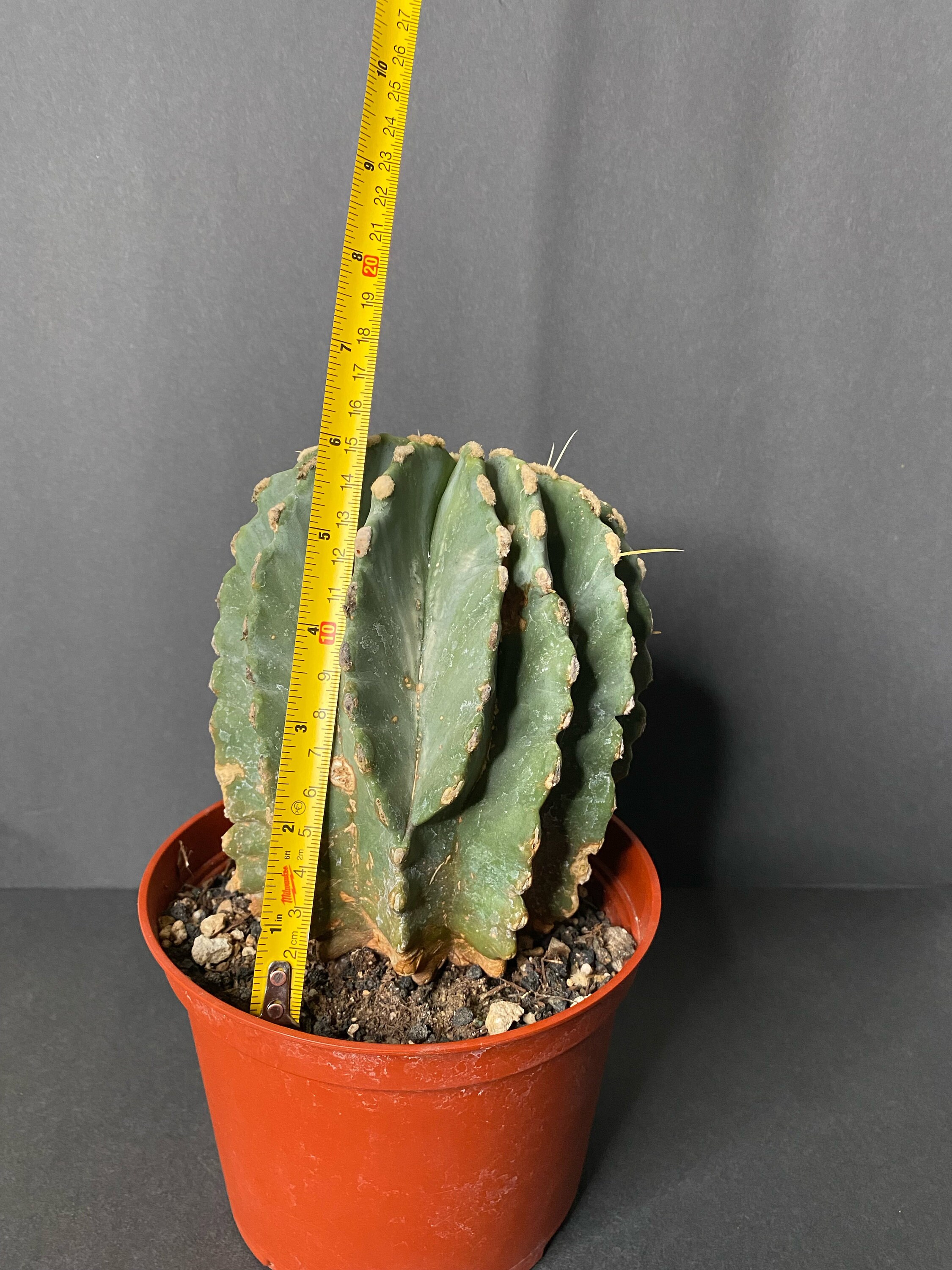 Ferocactus Glaucescens Inermis (rare Cactus) - Etsy