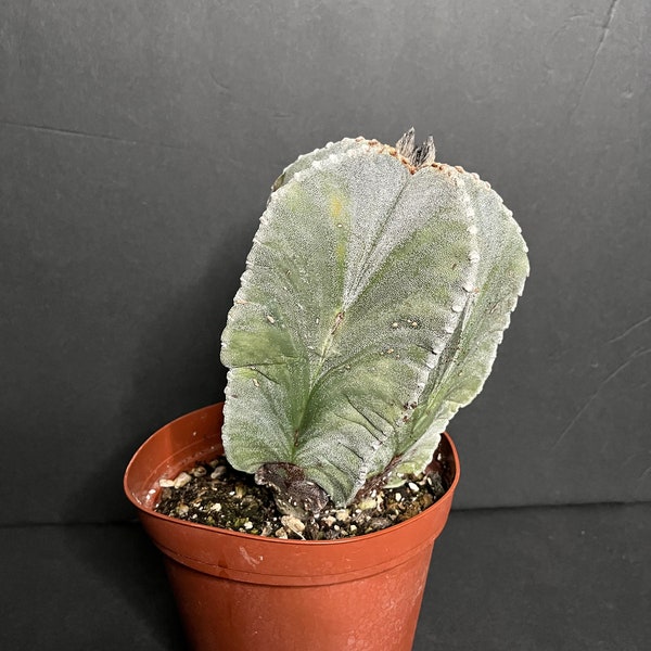 Variegated Astrophytum - Etsy