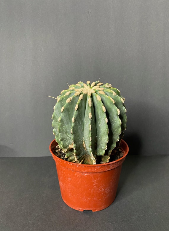Ferocactus Glaucescens Inermis rare Cactus - Etsy