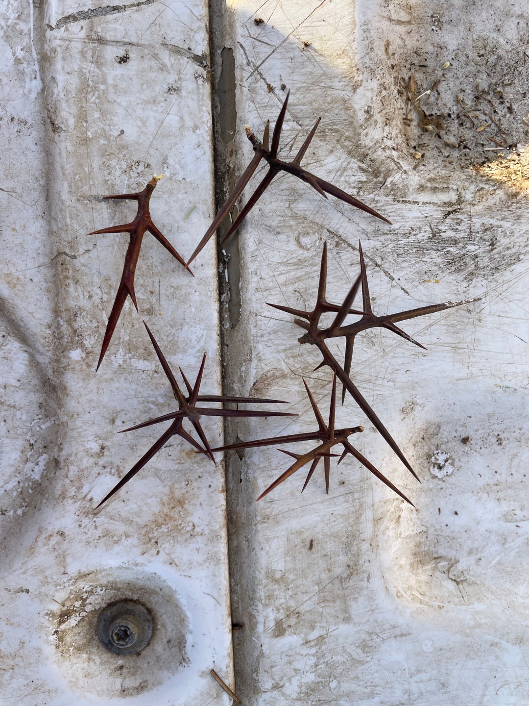 Honey Locust Thorns-small - Etsy