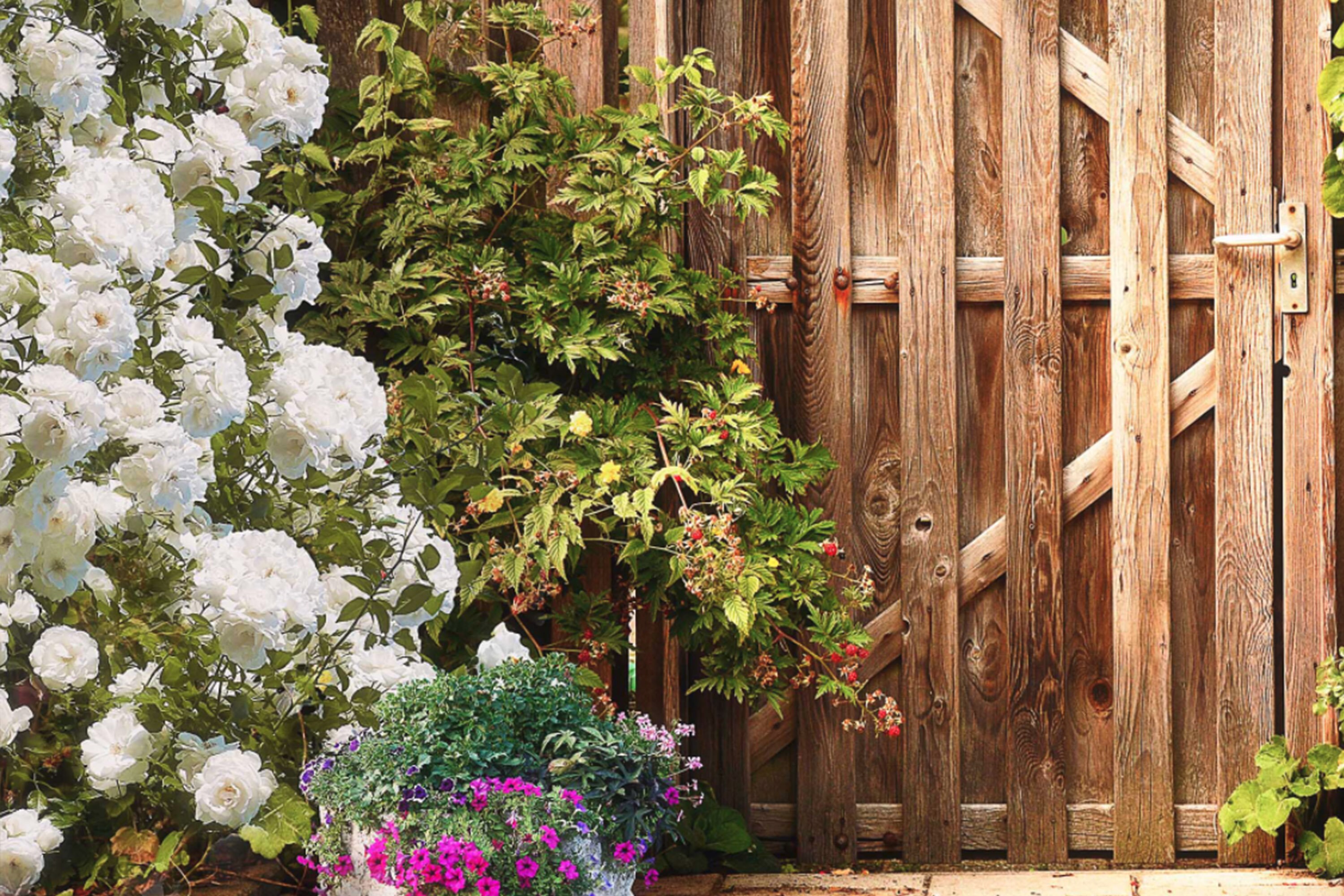 Rose-garden-gate-digital Backdrop - Etsy