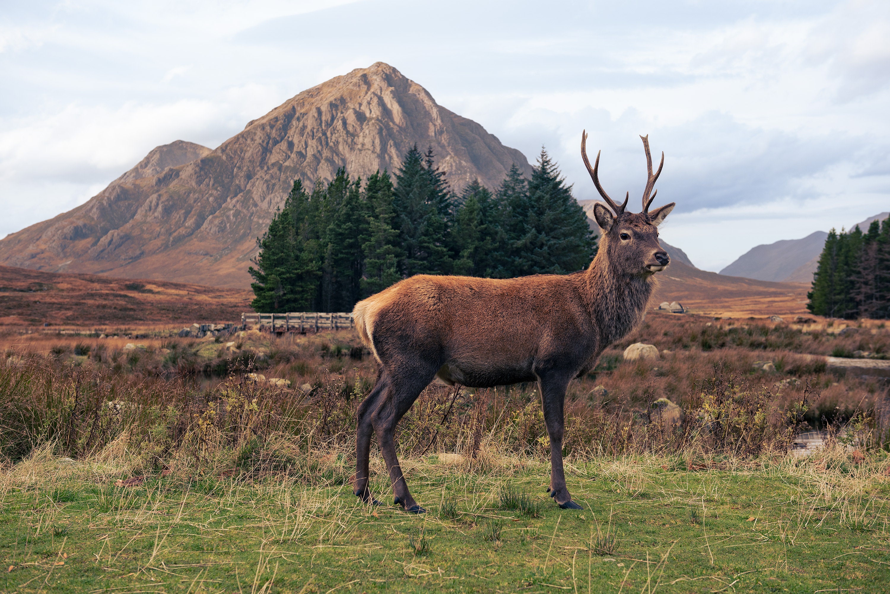 Glen Etive Stag Print - Glencoe Deer Photograph - Scottish Highlands ...