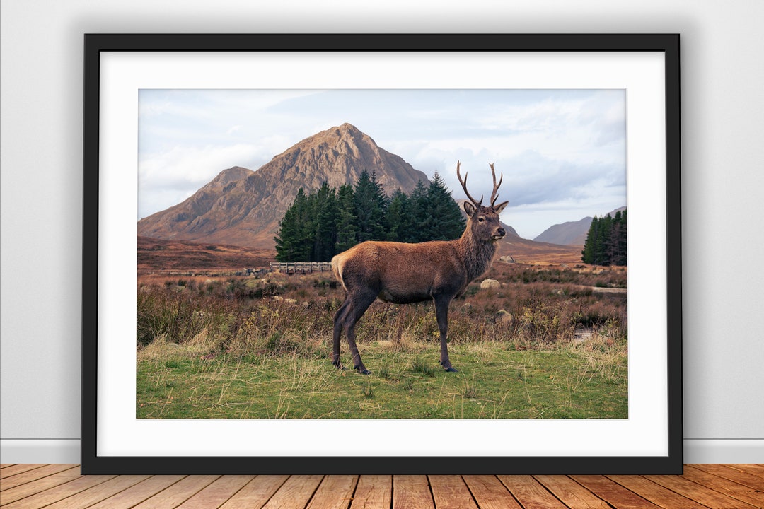 Glen Etive Stag Print Glencoe Deer Photograph Scottish Highlands Deer ...