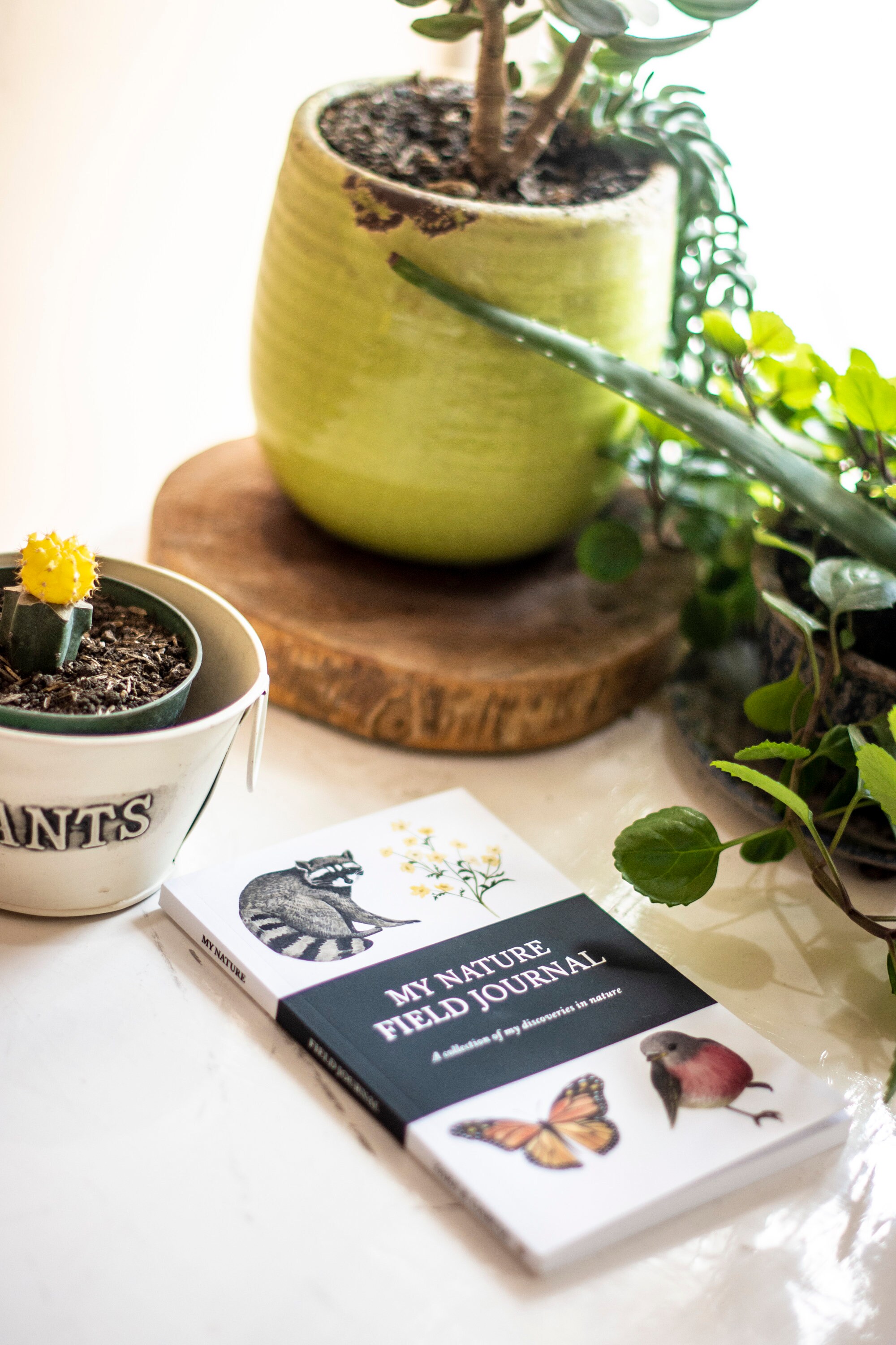 Nature Journal for Kids Charlotte Mason Nature Study Prompts - Etsy