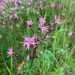Ragged Robin Seeds Hardy Perennial Wildflower Marginal Pond Lychnis ...