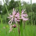 Ragged Robin Seeds Hardy Perennial Wildflower Marginal Pond Lychnis ...