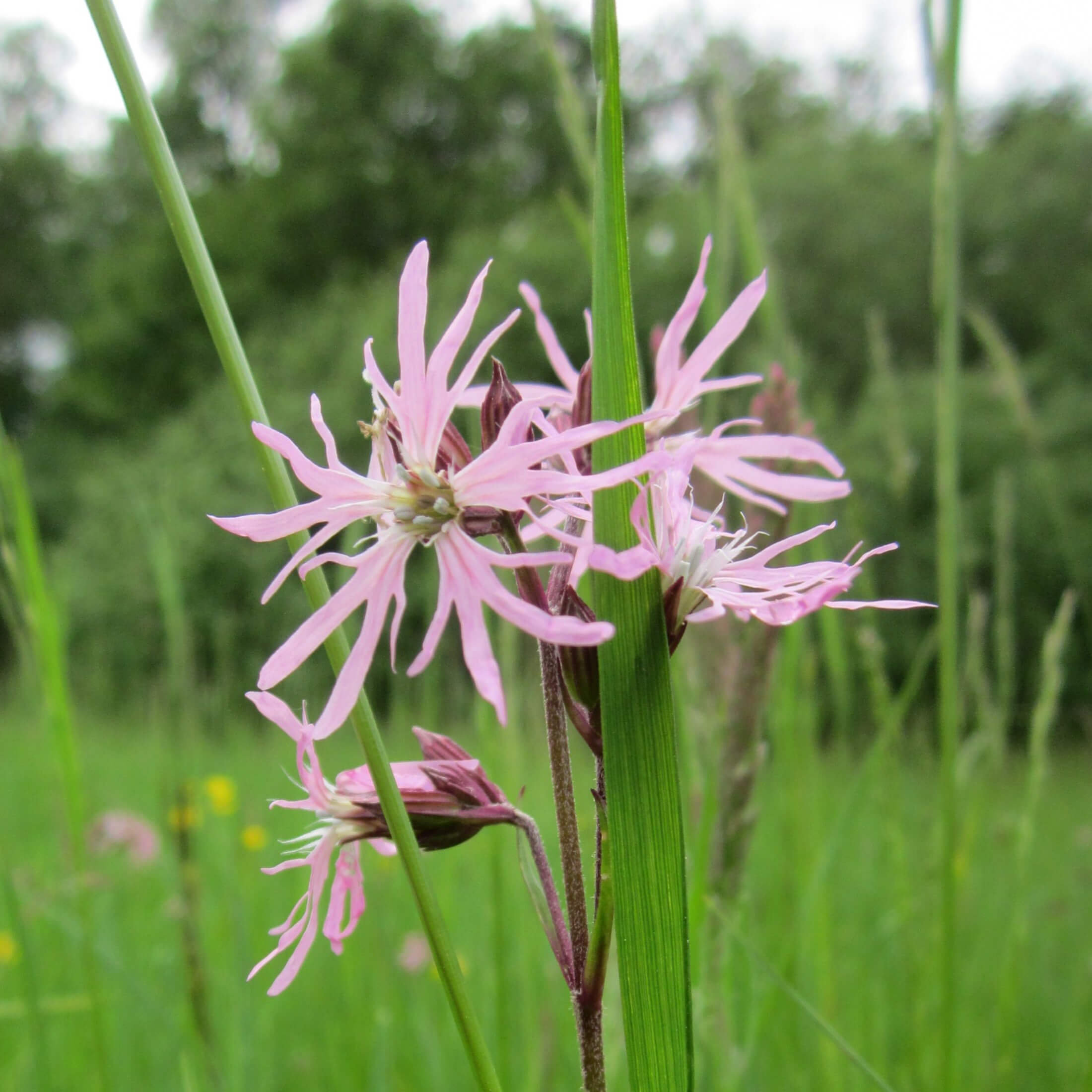 Ragged Robin Seeds Hardy Perennial Wildflower Marginal Pond Lychnis ...