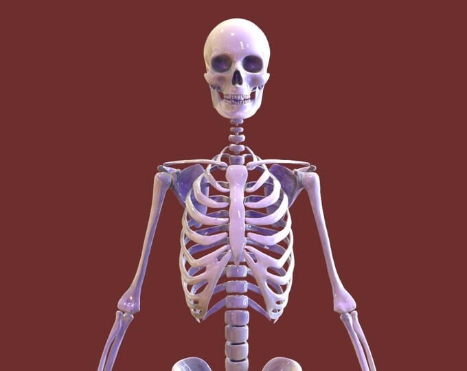 3d Stl Model,3d Skeleton Stl Files,3d Printer and Printing Files,stl ...