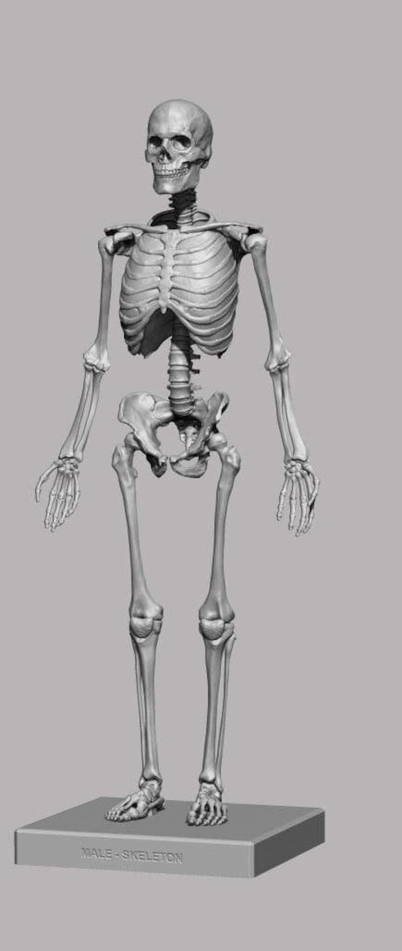 3D Stl Model,3d Stl Human Skeleton Drawing File,stl for Priting,3d ...