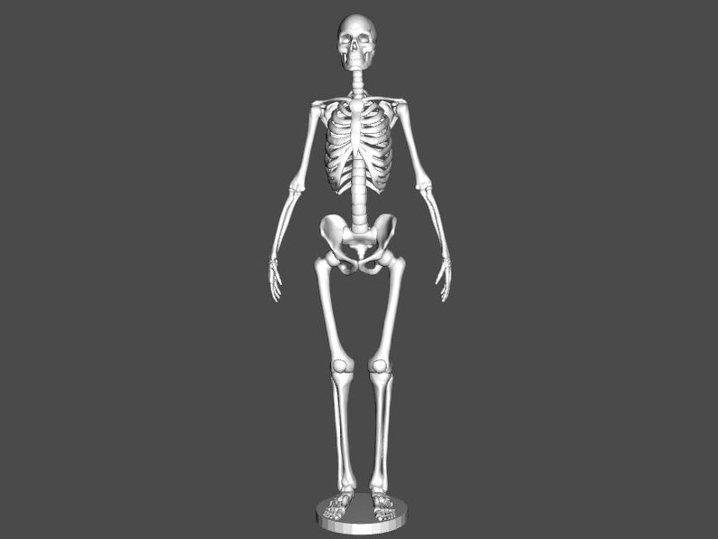 3D Stl Model,3d Stl Human Skeleton Drawing File,stl for Priting,3d ...