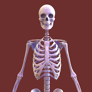 3D Stl Model,3d Stl Human Skeleton Drawing File,stl for Priting,3d ...