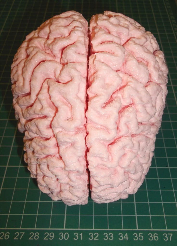 3D Anatomical Brain STL Model for 3D Printing - Etsy