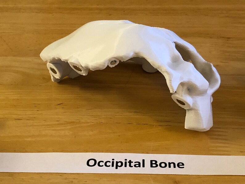 3D Stl Model,3d Stl Skull Drawing File,stl for Priting,3d Printer and ...