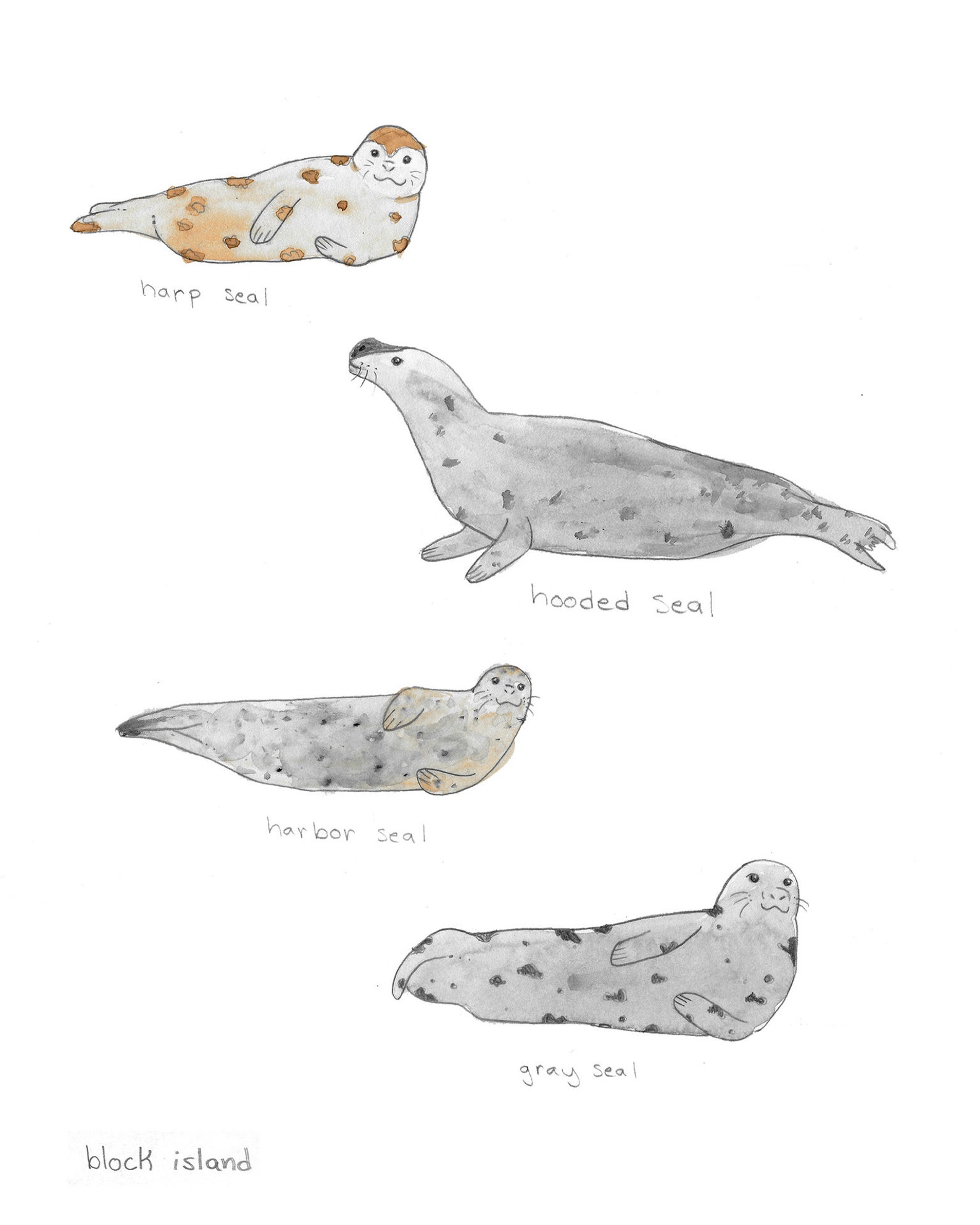 Block Island Seals Print - Etsy