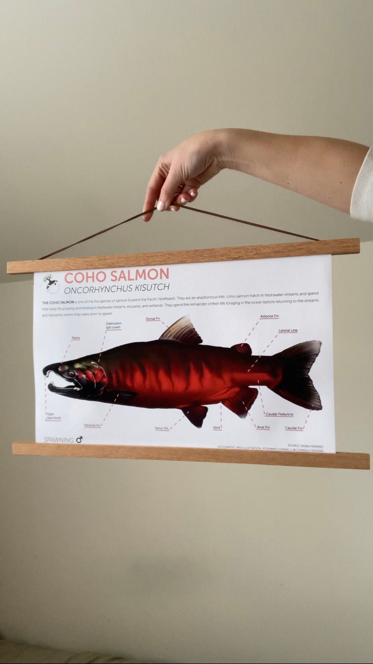 Coho Salmon Poster - Etsy