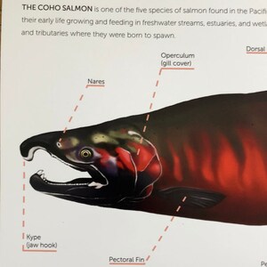 Coho Salmon Poster - Etsy