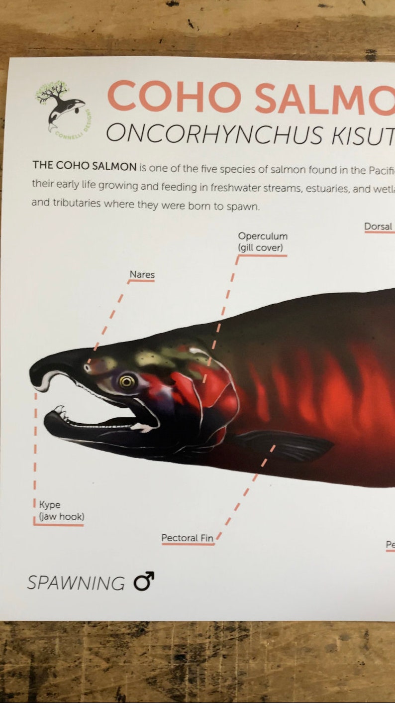 Coho Salmon Poster - Etsy