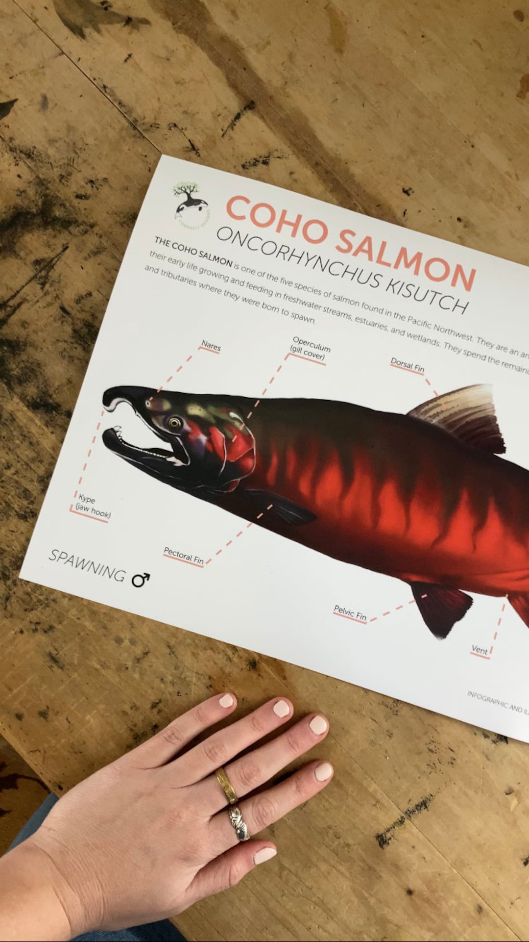 Coho Salmon Poster - Etsy