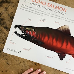 Coho Salmon Poster - Etsy