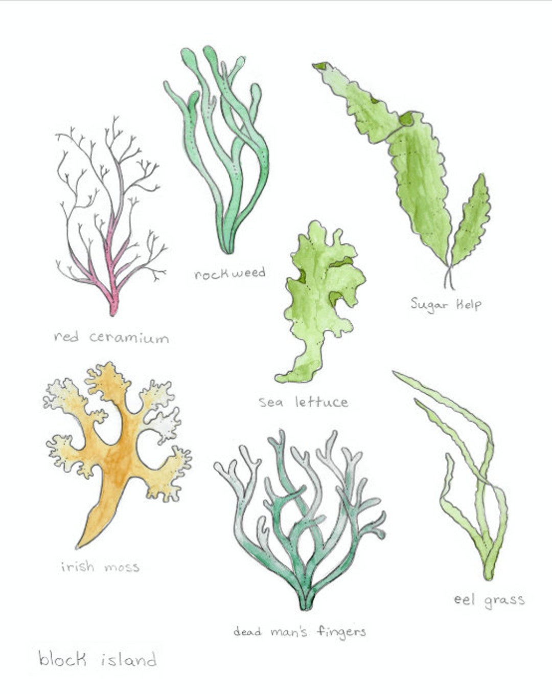 Block Island Seaweed Print - Etsy
