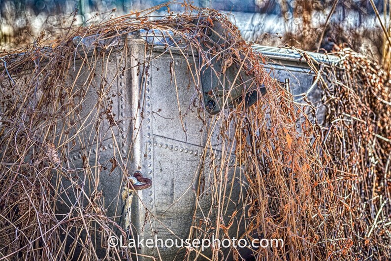 Overgrown, Wall Art, Downloadable Prints, Photography Prints, Nature ...