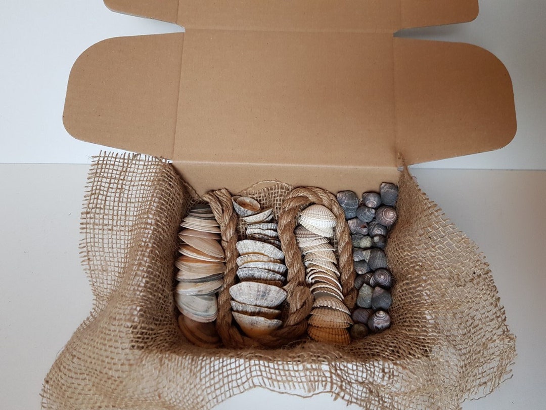 Sea Shell Gift Box - Etsy