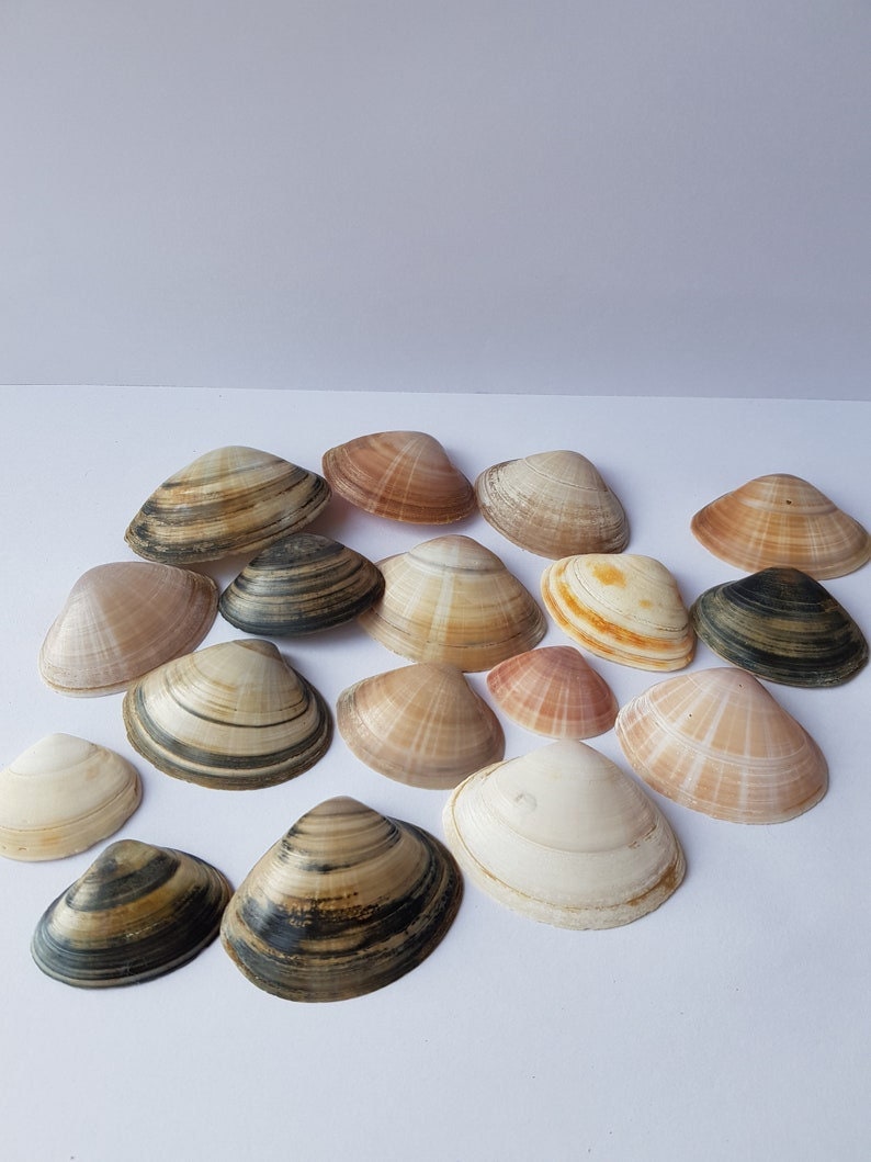 Banded Clam Shells - Etsy