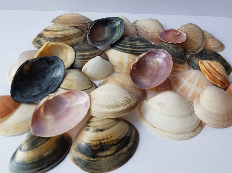 Banded Clam Shells - Etsy