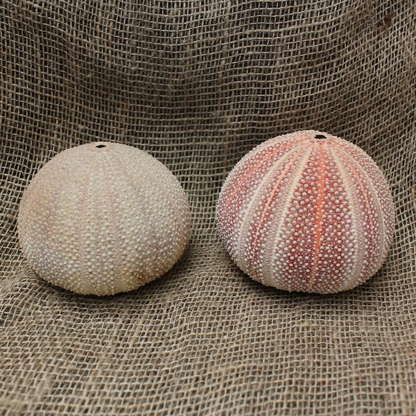 Sea Urchin Shell - Etsy