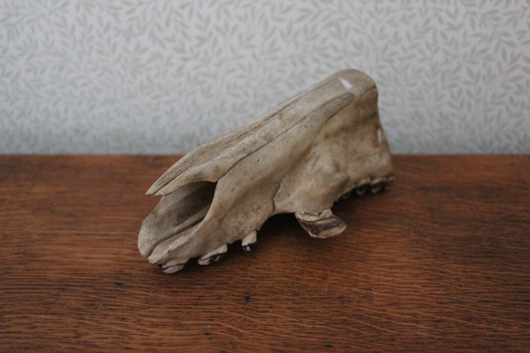 Antique Taxidermy Wild Pig Maxilla Skull Specimen - Etsy