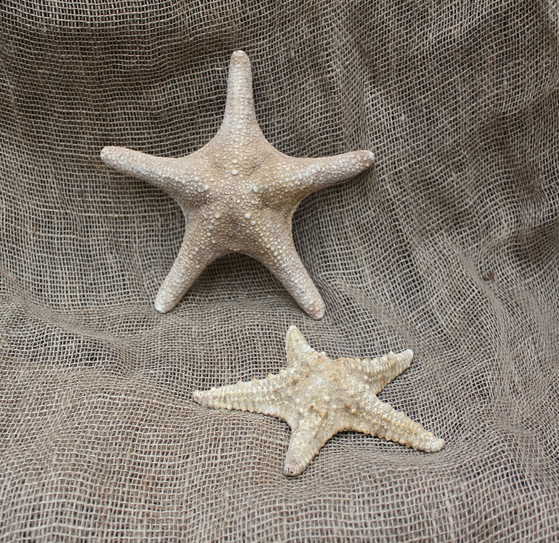 Antique Taxidermy Starfish Real Specimen Collectible Taxidermy - Etsy