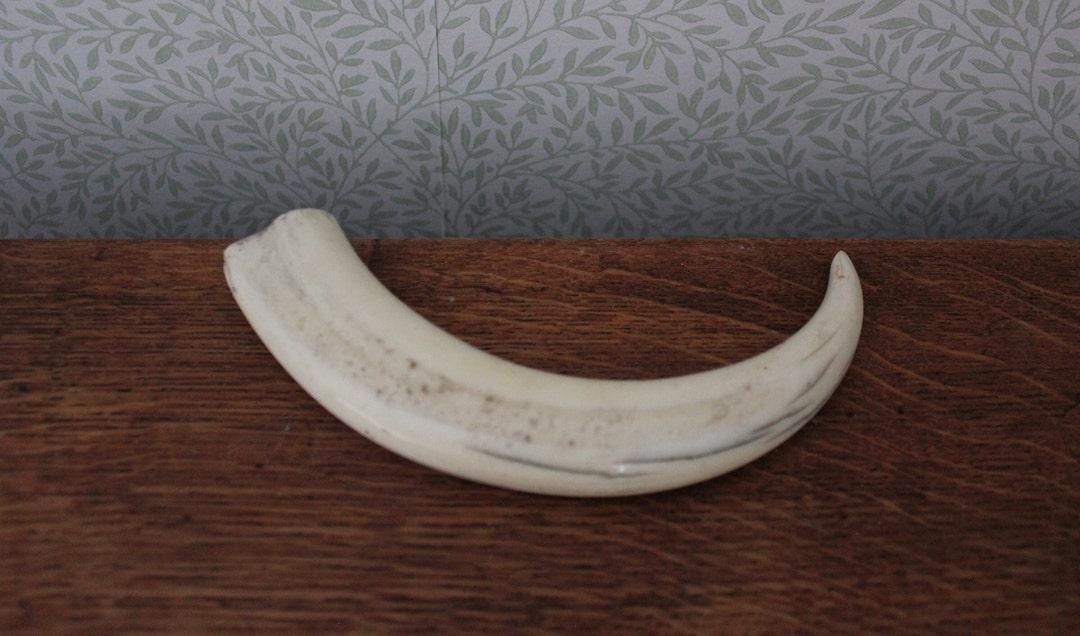 Antique Large Taxidermy Pig Tooth Specimen - Etsy