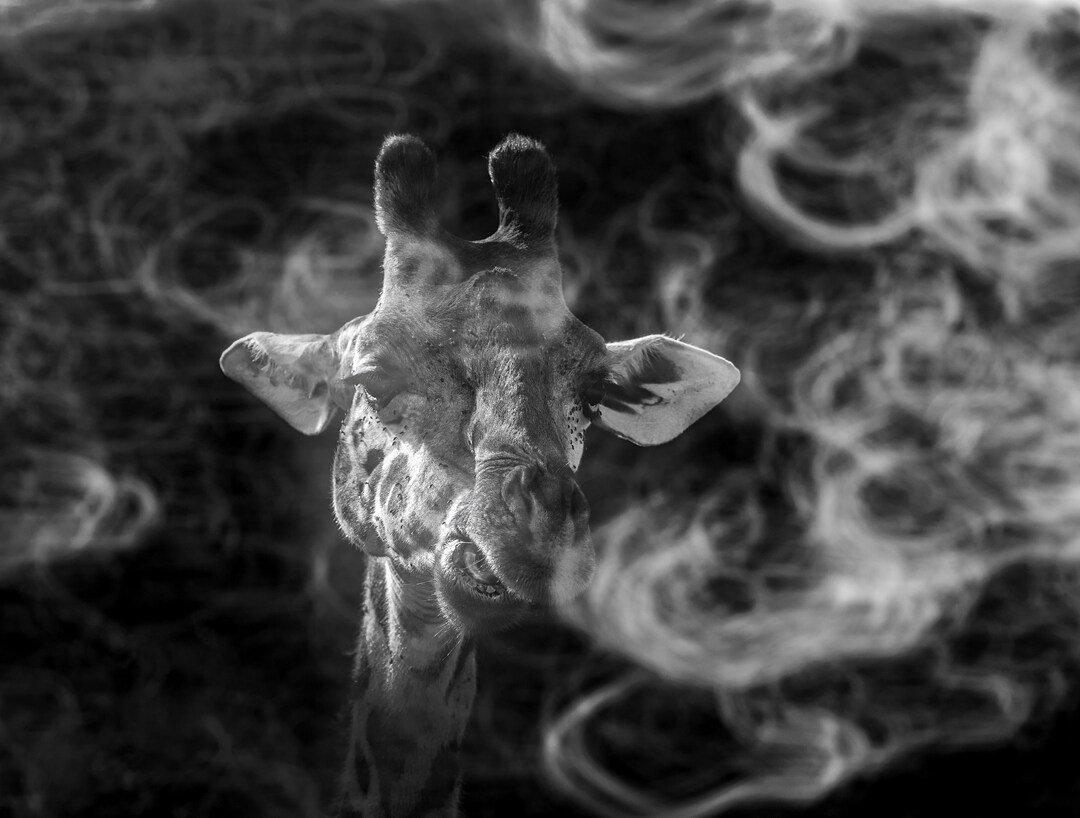 Smoking Giraffe Artwork Art Black and White B&W Canvas Print - Etsy
