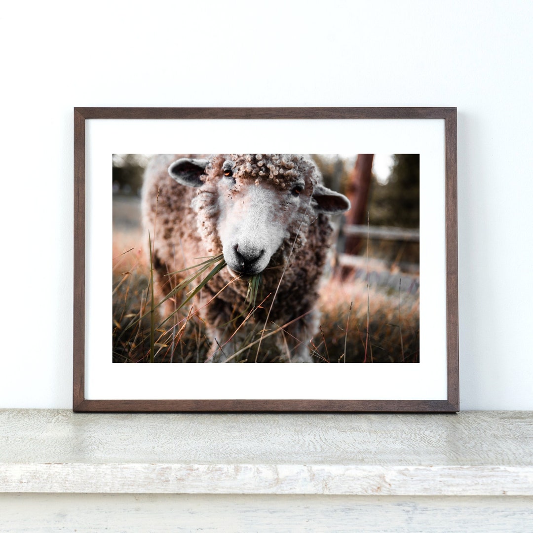 Grazing Sheep Photography Print, Farm Animal Print, Bucks County ...