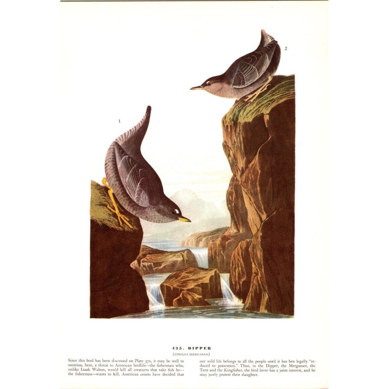 Dipper 1941 Audubon birds of America Original - Etsy