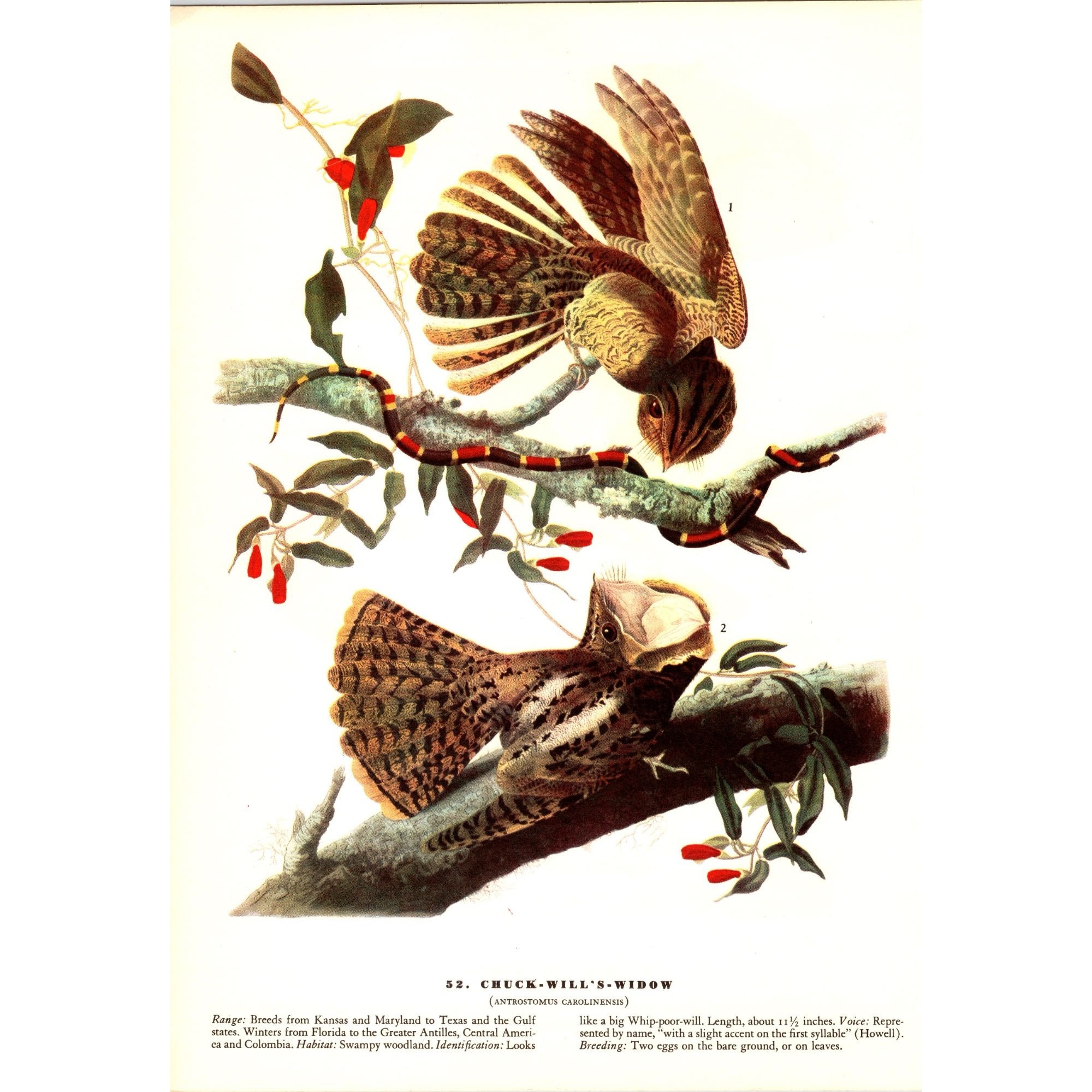 Red-tailed Hawk - 1941 Audubon "birds of America" Original Color Bird ...