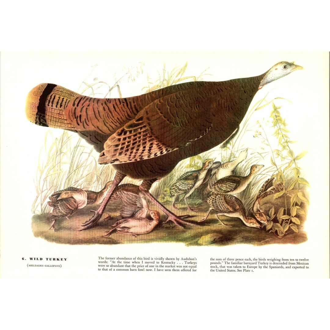 Wild Turkey - 1941 John Jay Audubon "birds of America" Original Color ...